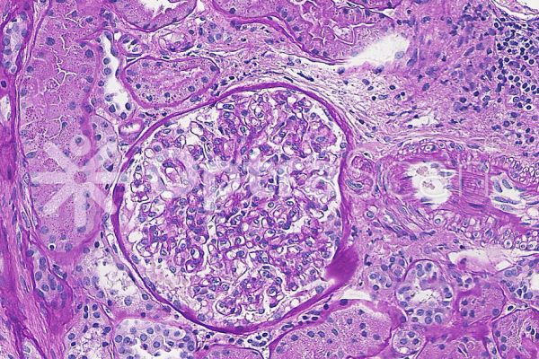 Digital Pathology Scanners & Solution Provider - OptraSCAN