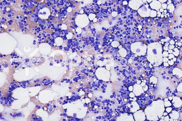 Digital Pathology Scanners | Digital Slide Scanners – OptraSCAN