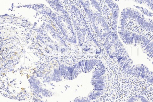 Digital Pathology Scanners & Solution Provider - OptraSCAN